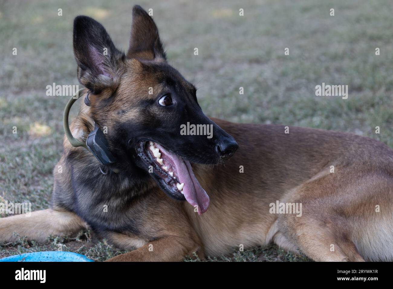 Close-up portrait of a beautiful Belgian Malinois dog. Expressive face ...