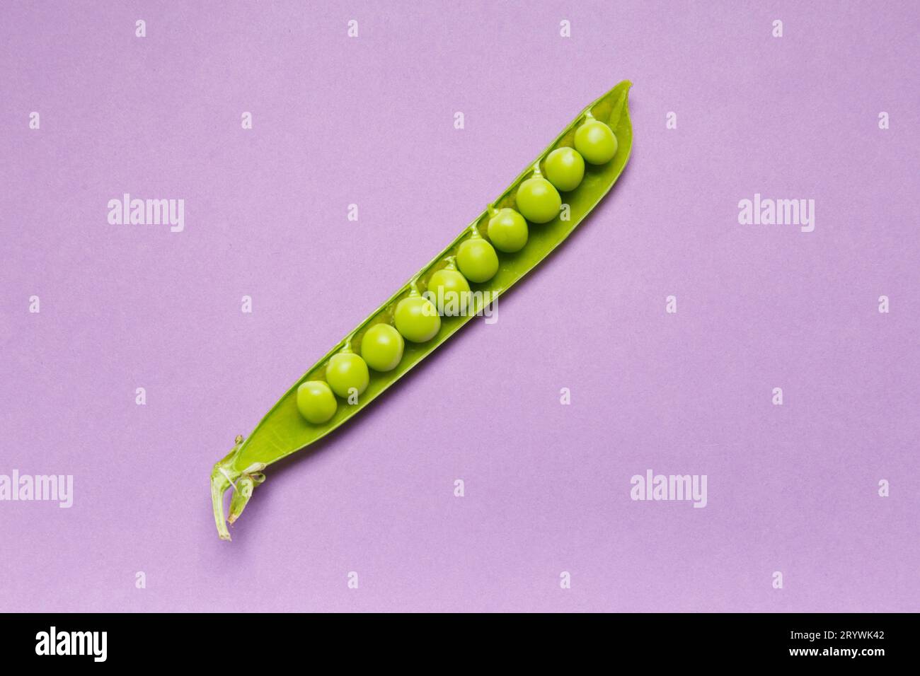 Open pod of fresh green peas with perfect grains on a lilac background ...