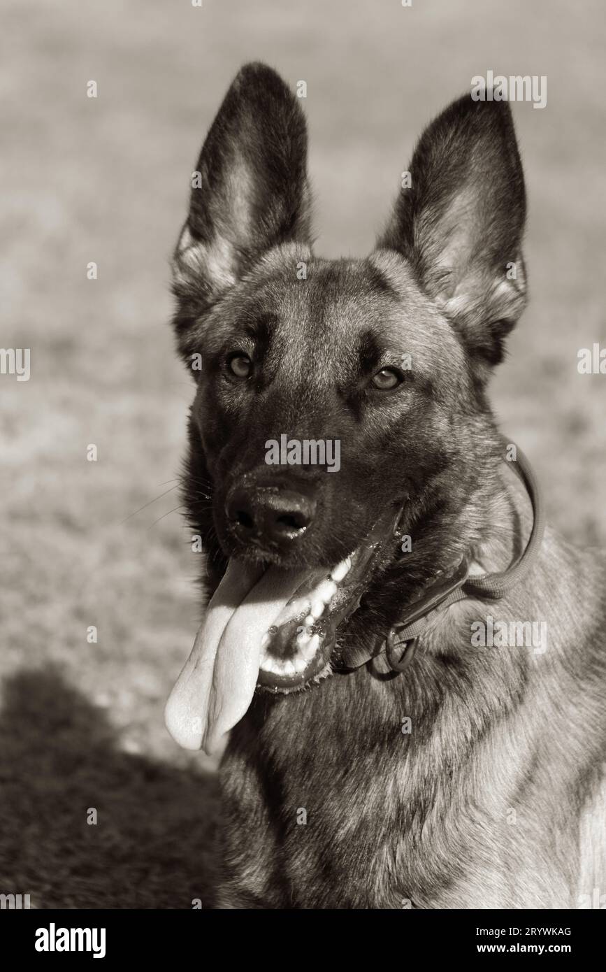 Close-up portrait of a beautiful Belgian Malinois dog. Expressive face ...