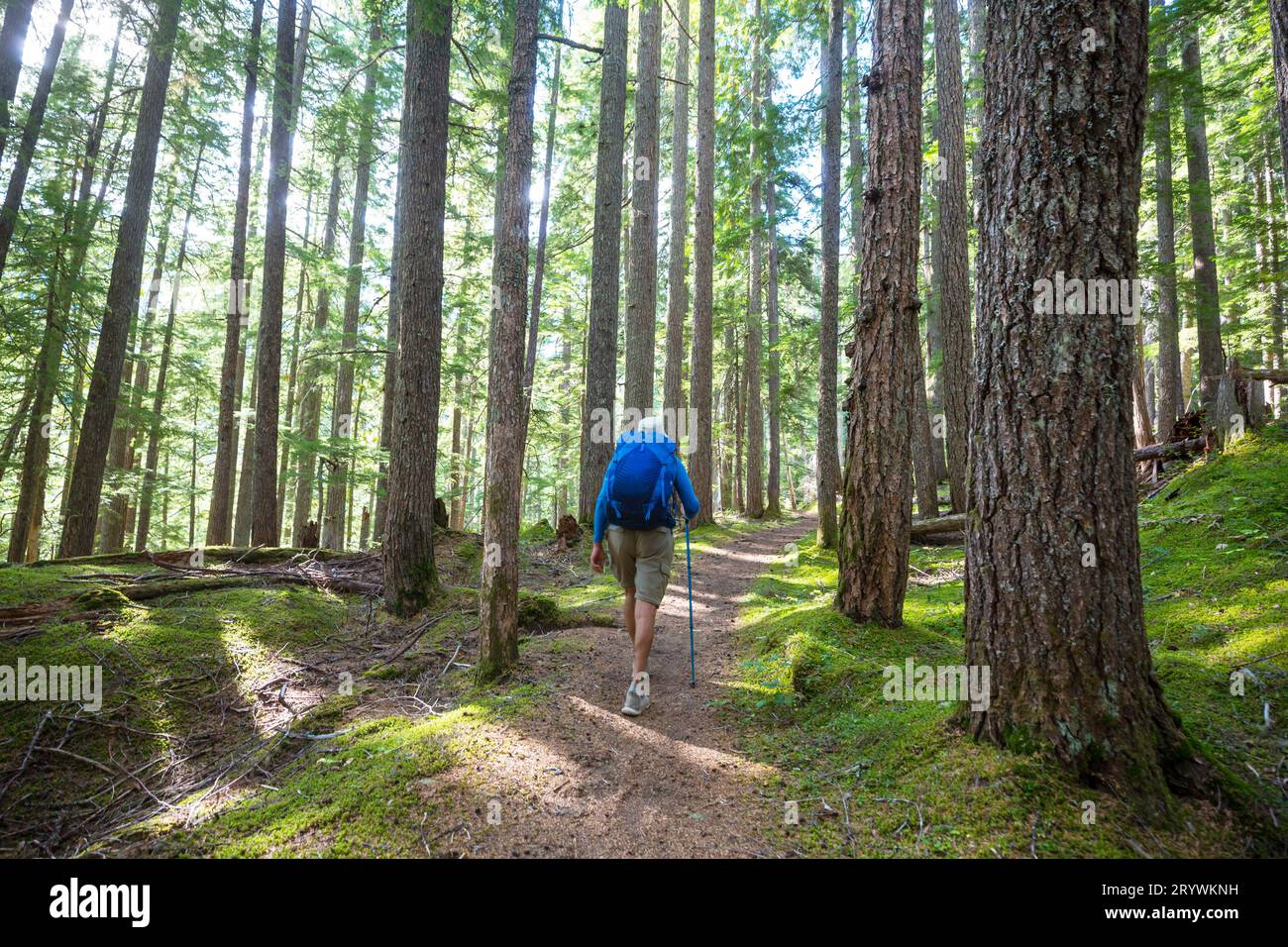 Hike in the forest Stock Photo - Alamy