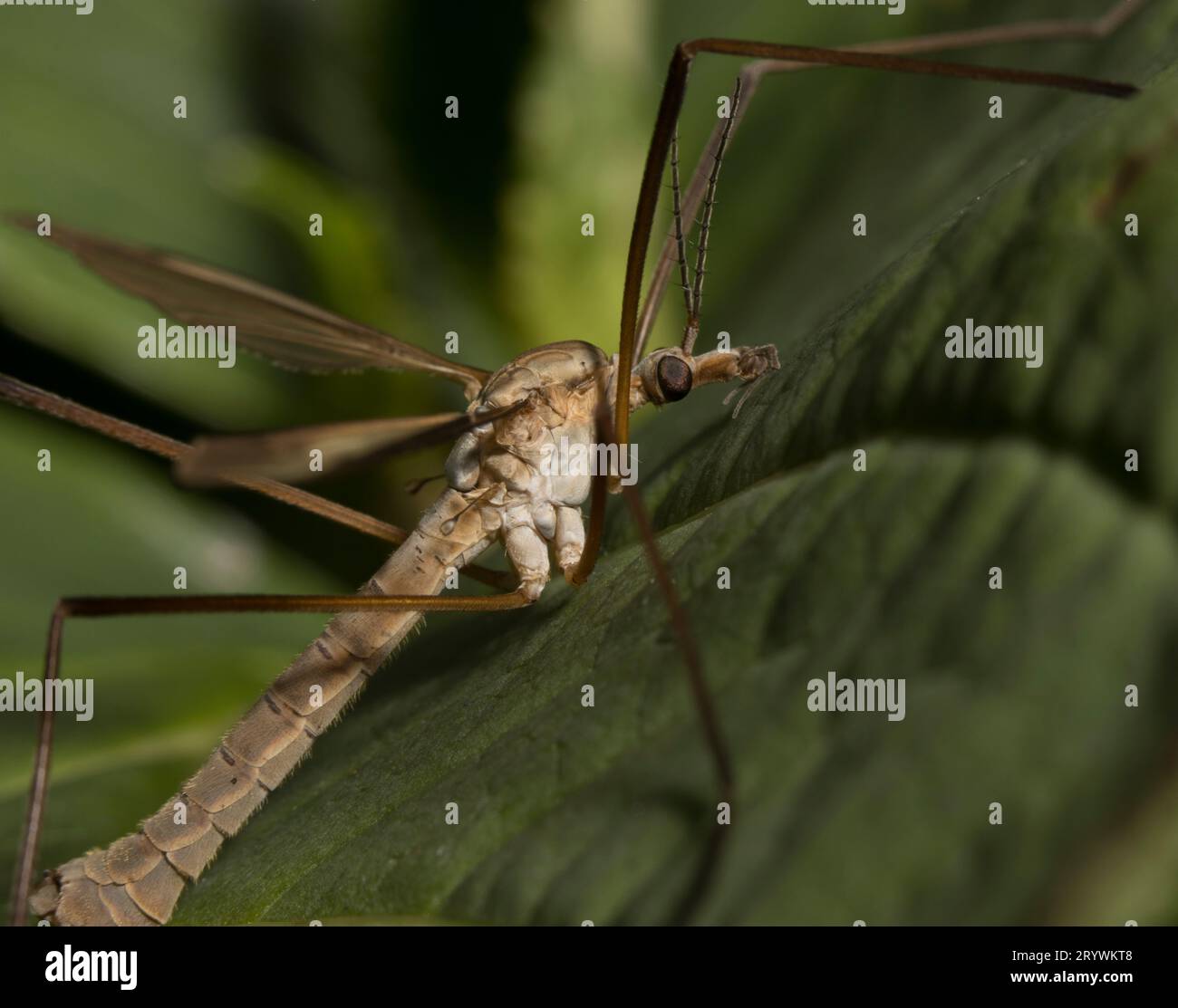 Male Crane-fly Tipula paludosa Daddy Long Legs Close up Stock Photo - Alamy