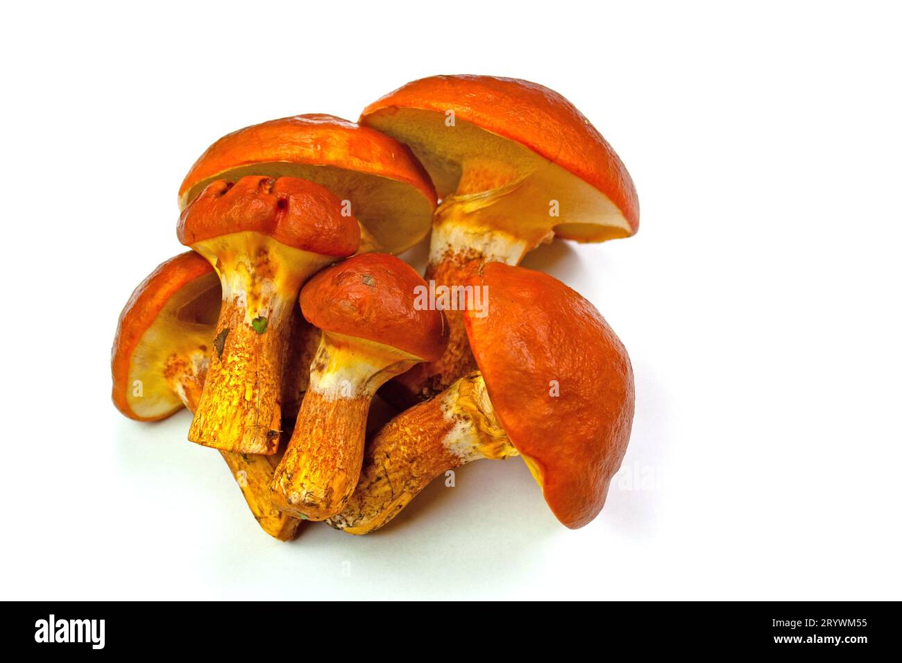 Gold bolete, Suillus grevillei, in front of white background Stock ...