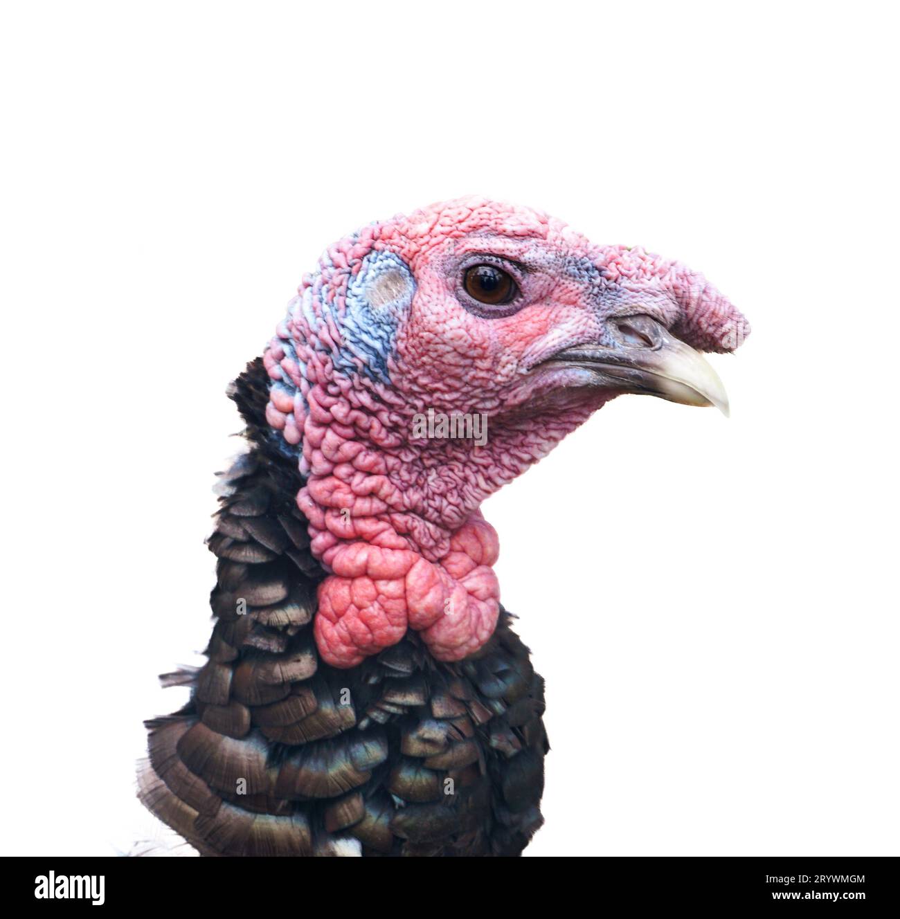 Profile of a Turkey Head Isolated on a White Background - Male Wild ...