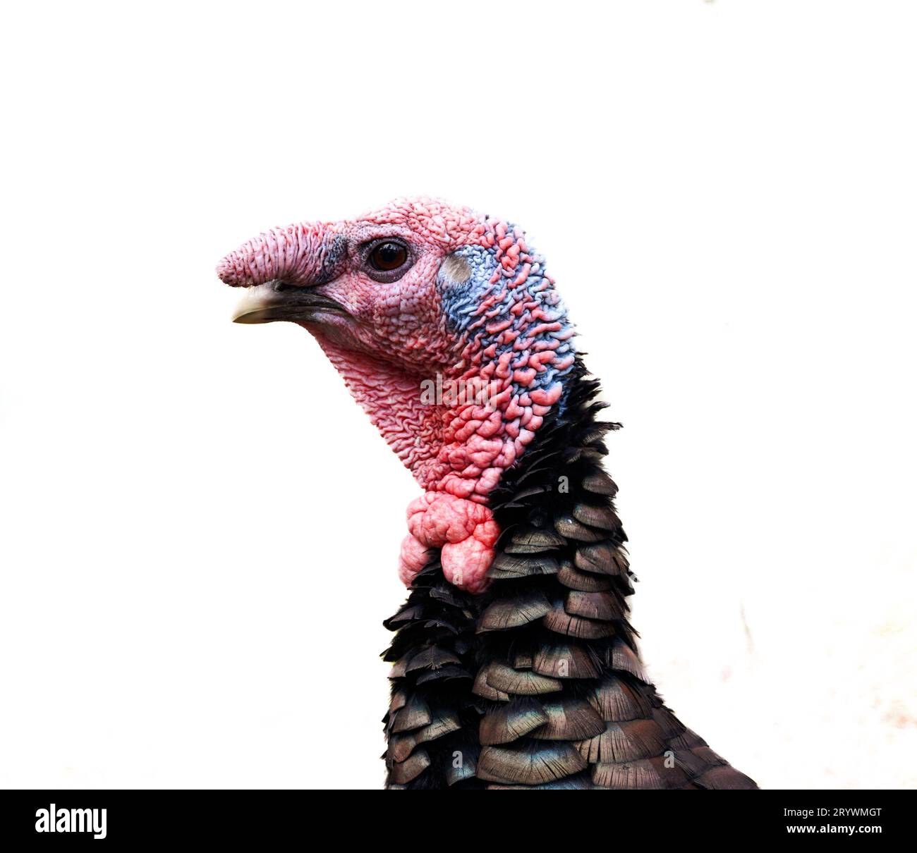 Profile of a Turkey Head Isolated on a White Background - Male Wild ...