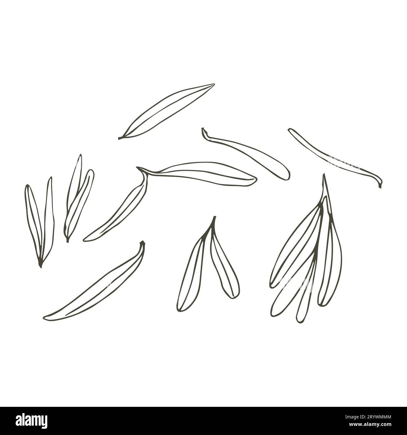 Olive leaves. Vector illustration on a white background Stock Vector ...