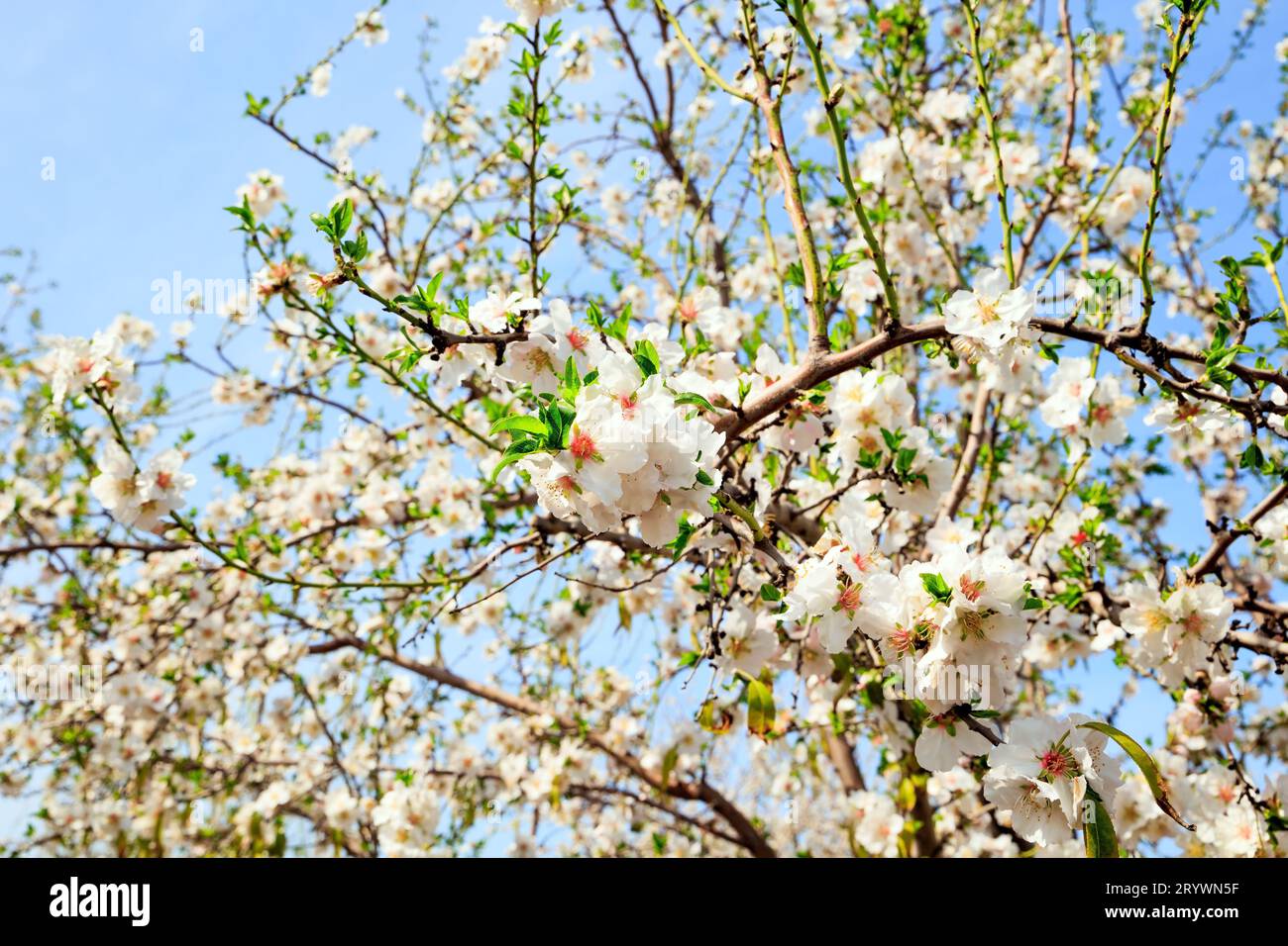 Almond bud hi-res stock photography and images - Alamy