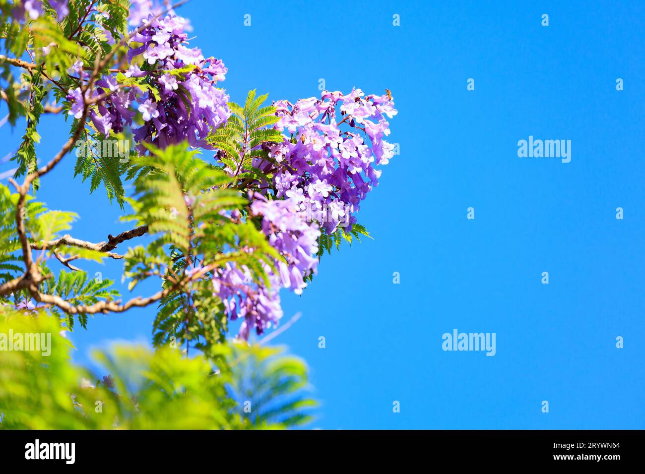 The jacaranda blooms Stock Photo - Alamy