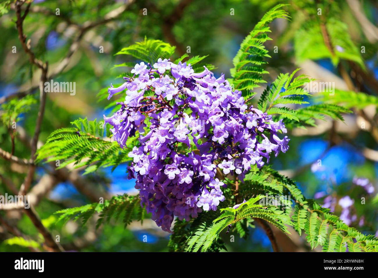Jacaranda leaves hi-res stock photography and images - Alamy