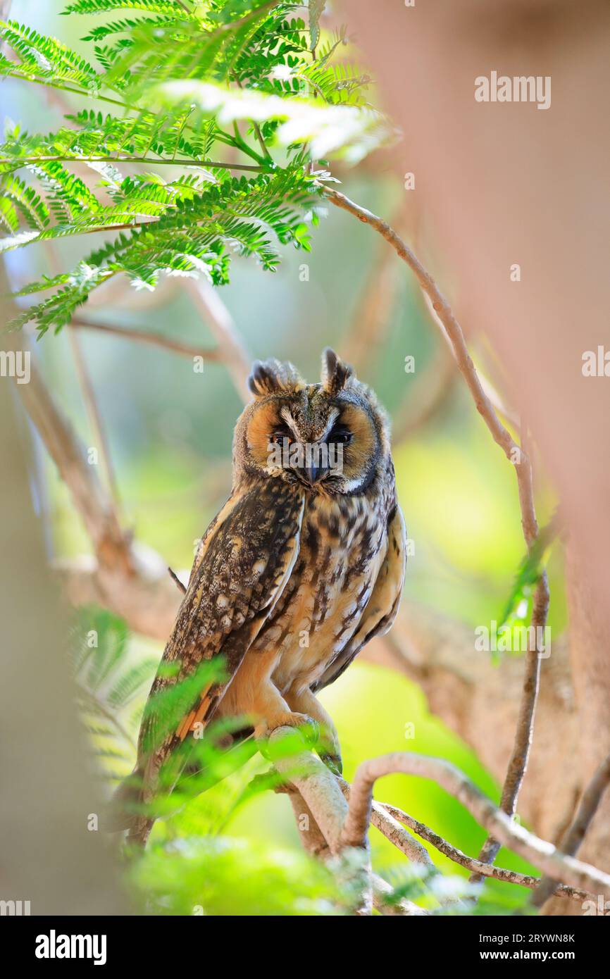 Beautiful owl is resting Stock Photo - Alamy