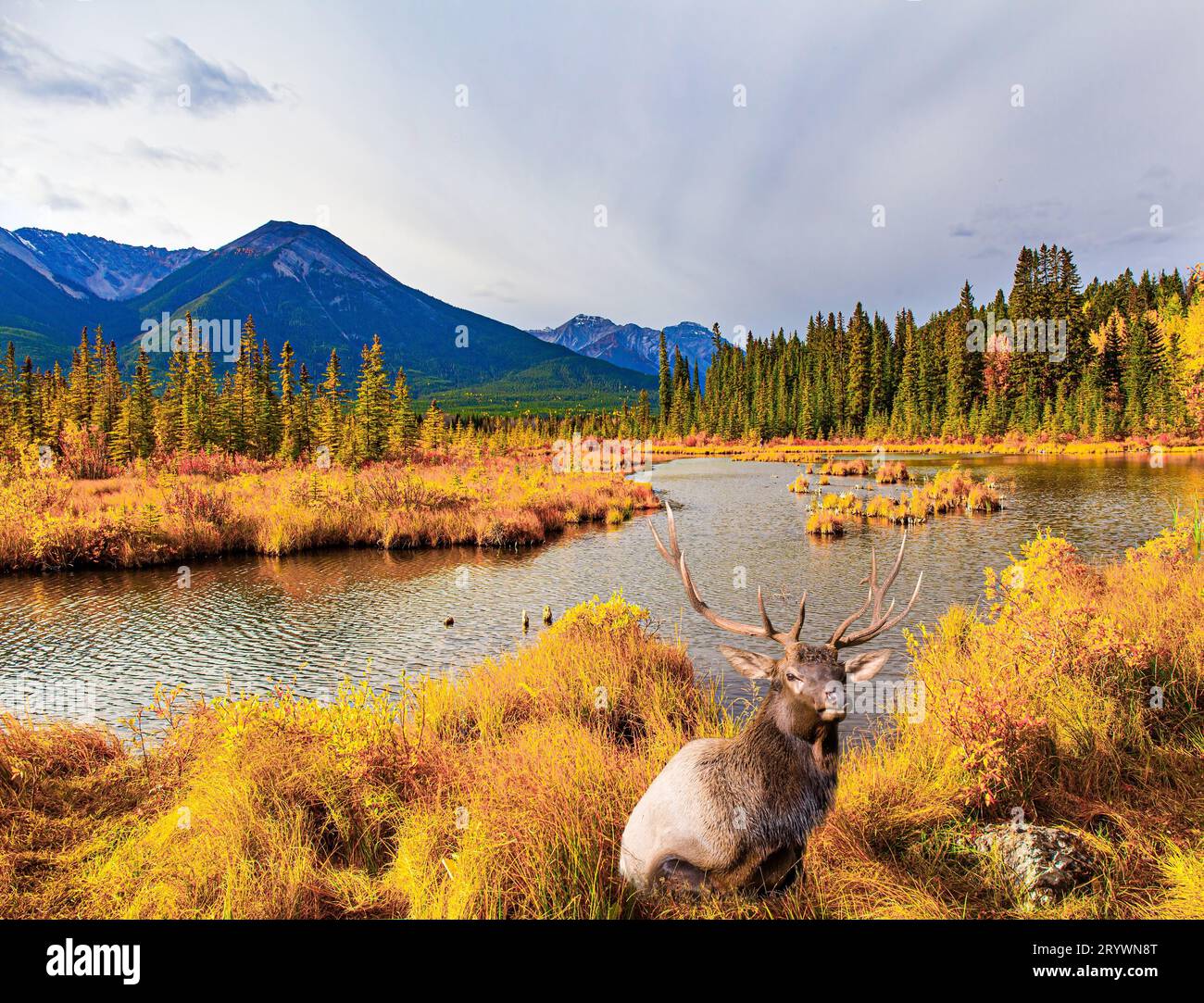 Canadian red deer hi-res stock photography and images - Alamy