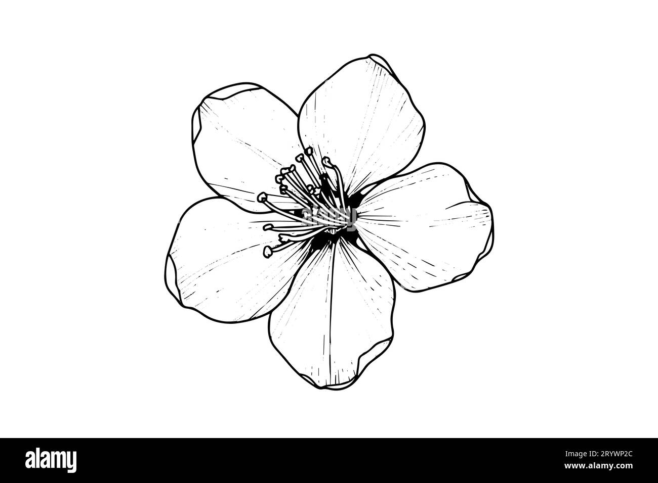 Cherry blossom hand drawn ink sketch. Sakura in engraving style vector ...