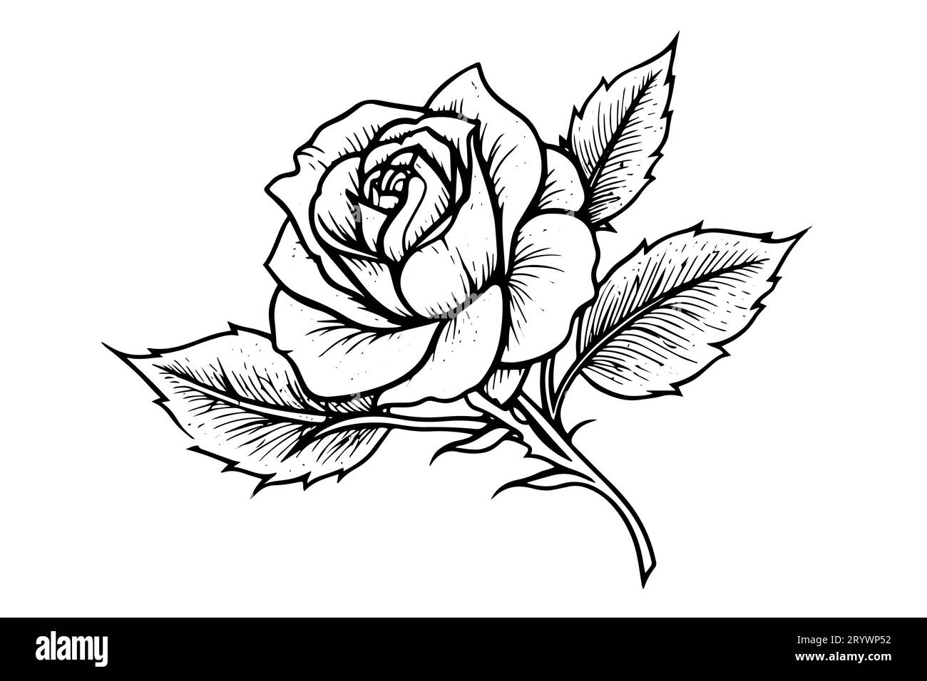 Elegant Rose. Vintage simple line art. Hand drawn ink sketch. Engraving ...