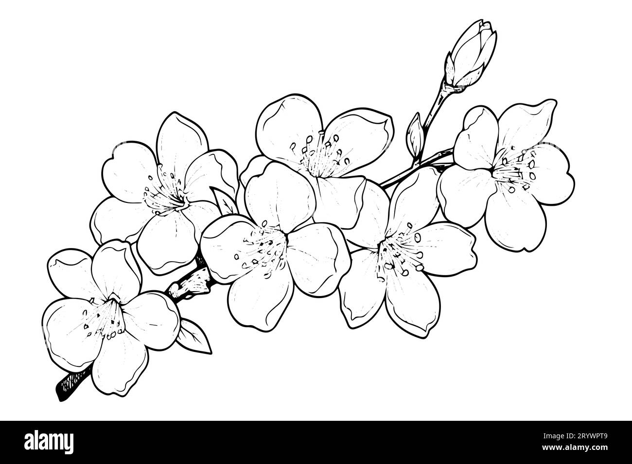 Cherry blossom hand drawn ink sketch. Sakura in engraving style vector ...