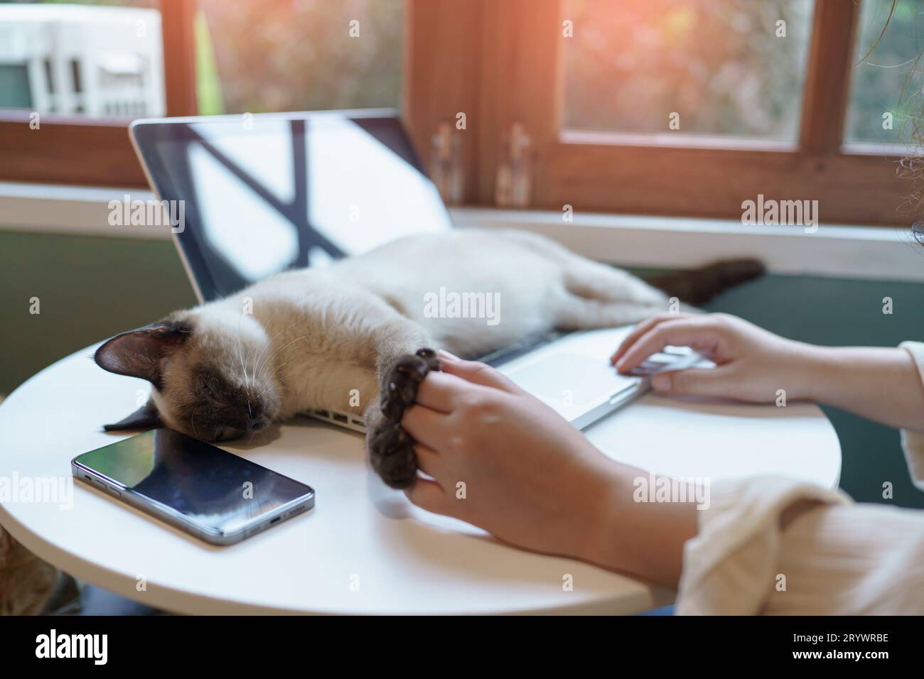 Woman working from home with cat. cat asleep on the laptop keyboard ...