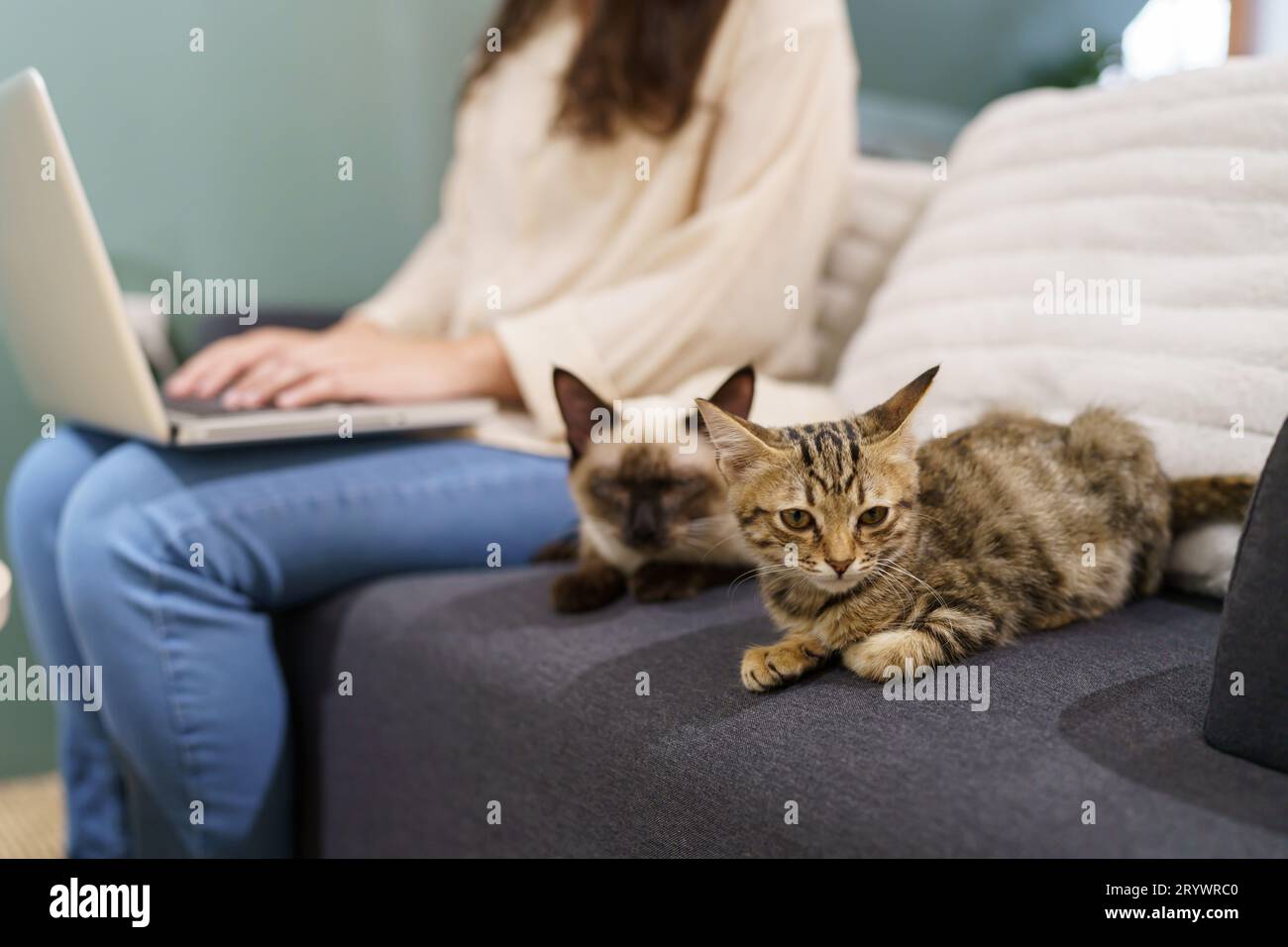 Woman working from home with cat. cat asleep on the laptop keyboard ...