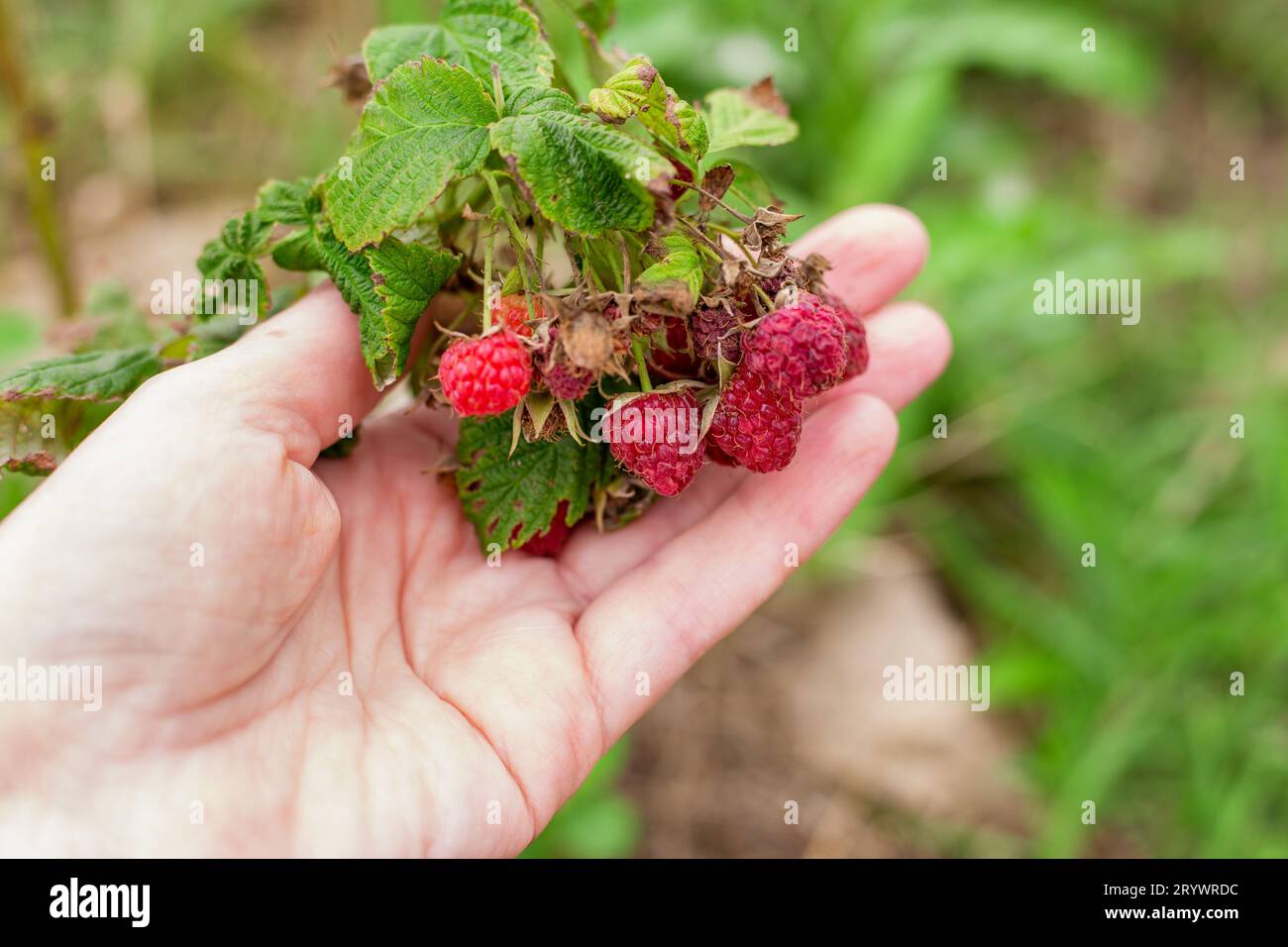 A woman holds red ripe raspberries on a bush in her palm. Berry picking ...