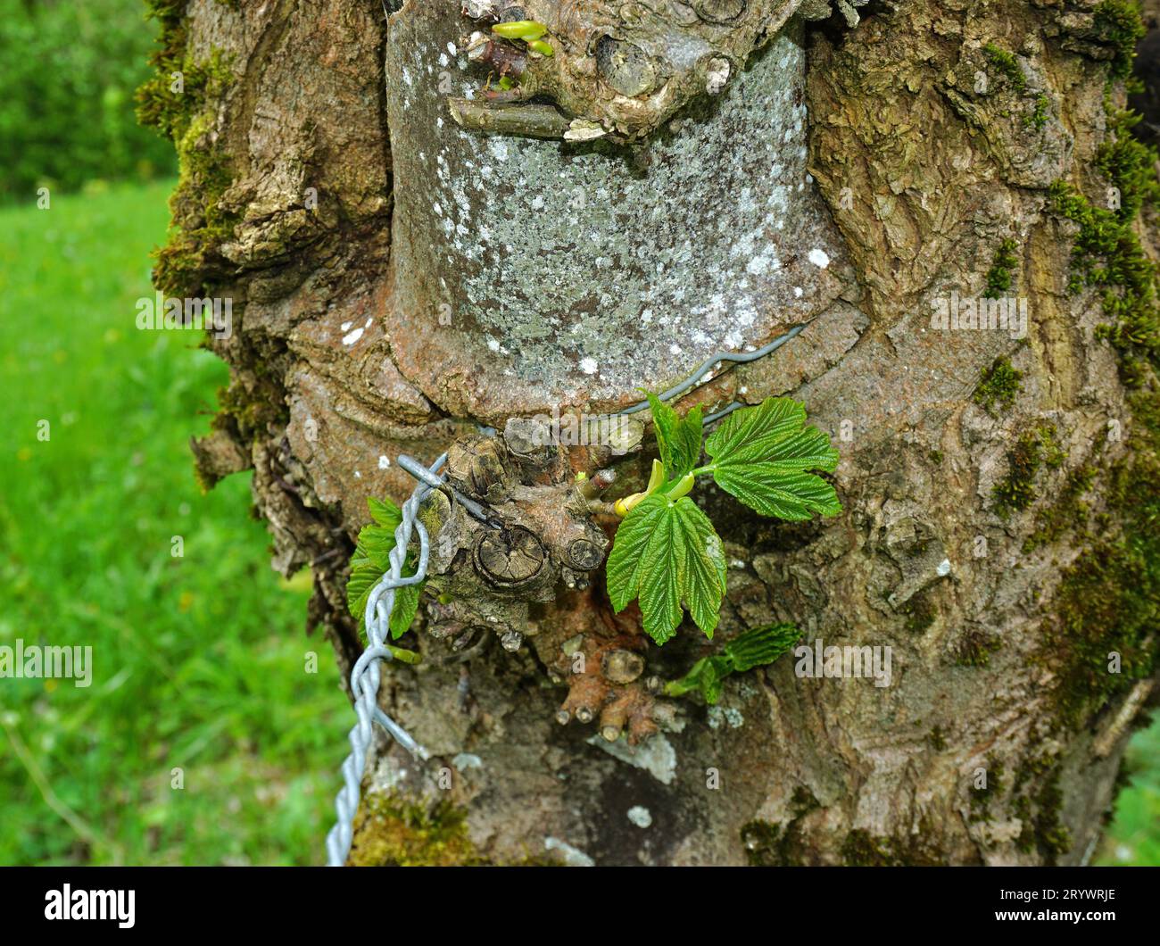 Tree trees wire fence hi-res stock photography and images - Alamy