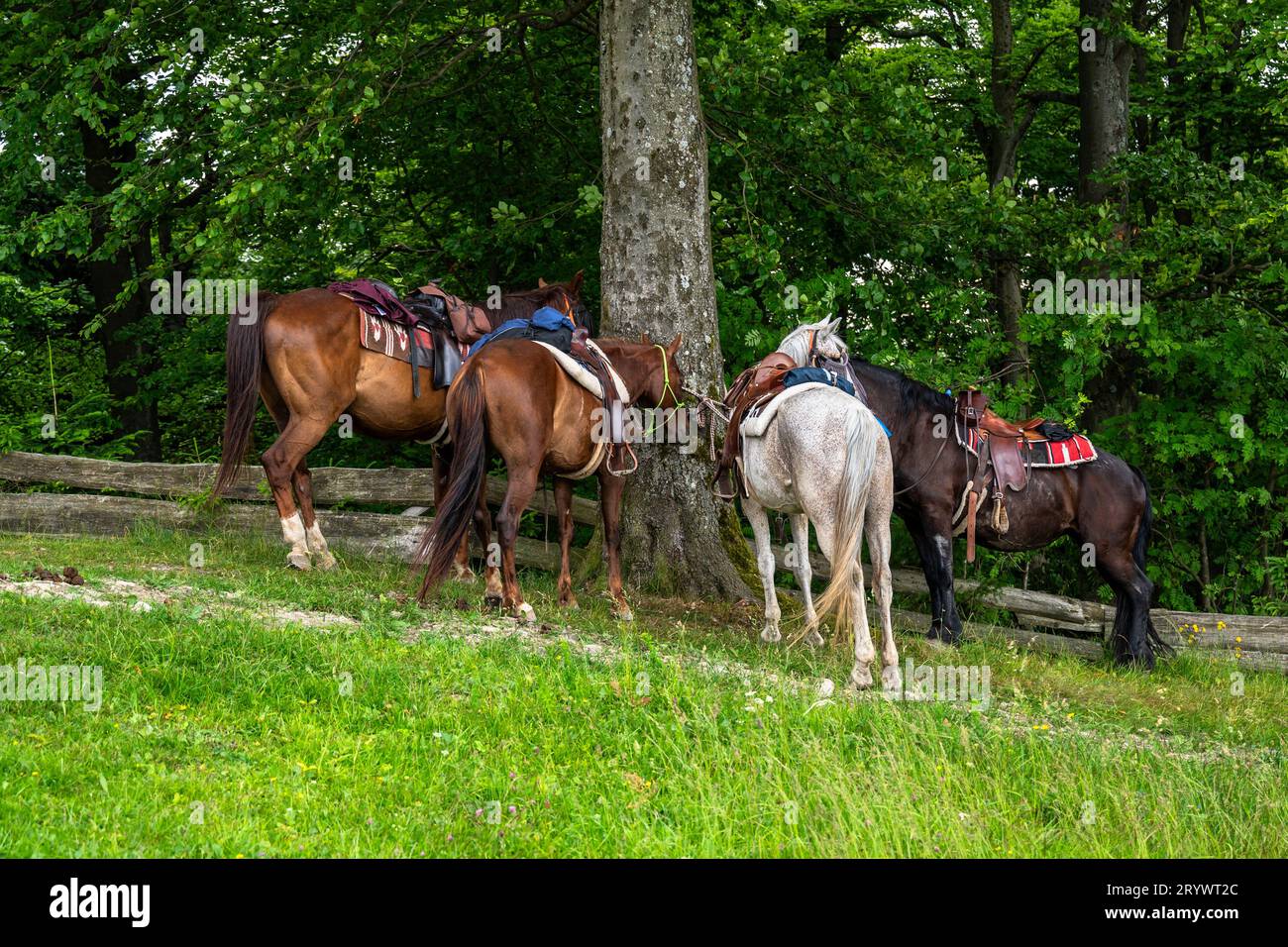 Group of 4 horses tied to a tree, rest in forest shade after ride Stock ...