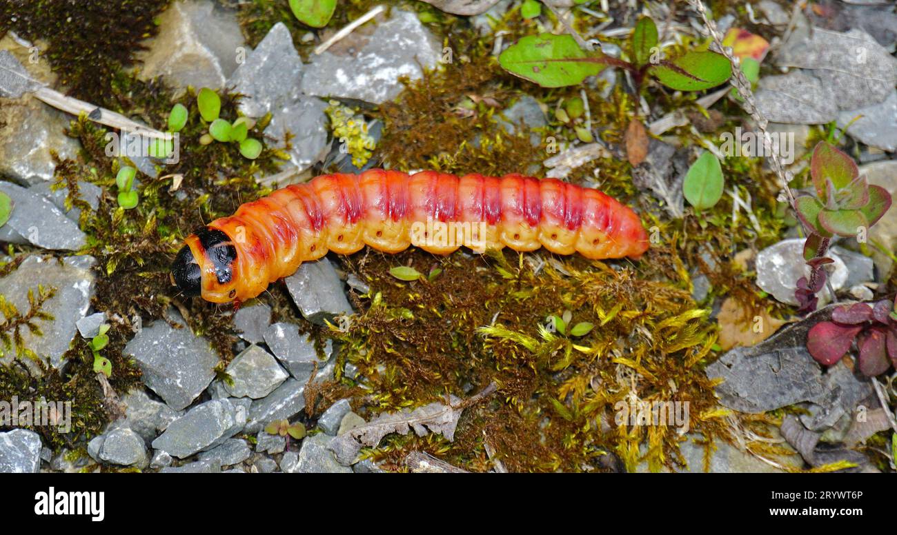 Goat moth cossus cossus caterpillar hi-res stock photography and images ...