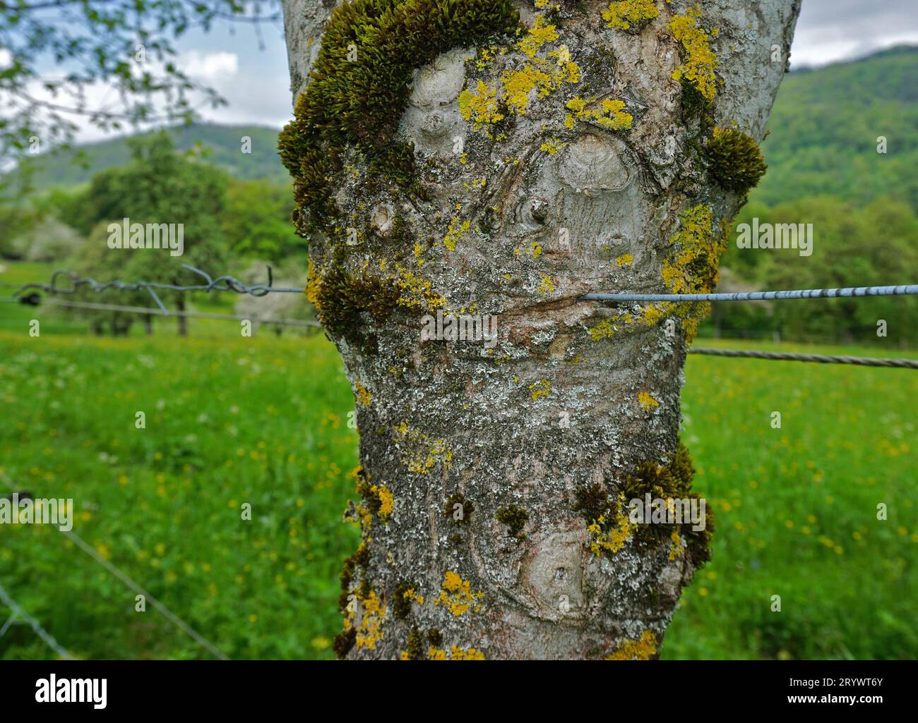 Pasture fence wire grown into a tree Stock Photo - Alamy