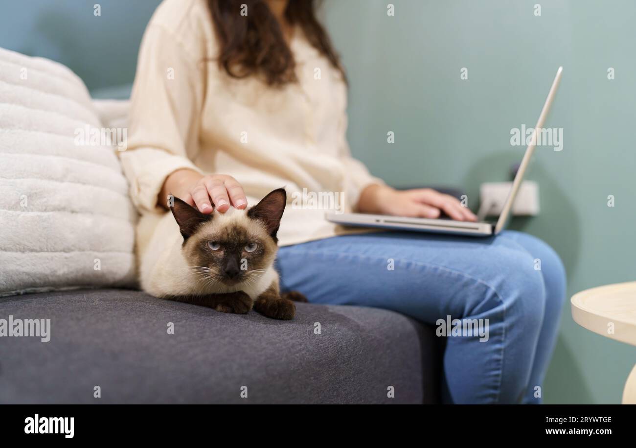 Woman working from home with cat. cat asleep on the laptop keyboard ...