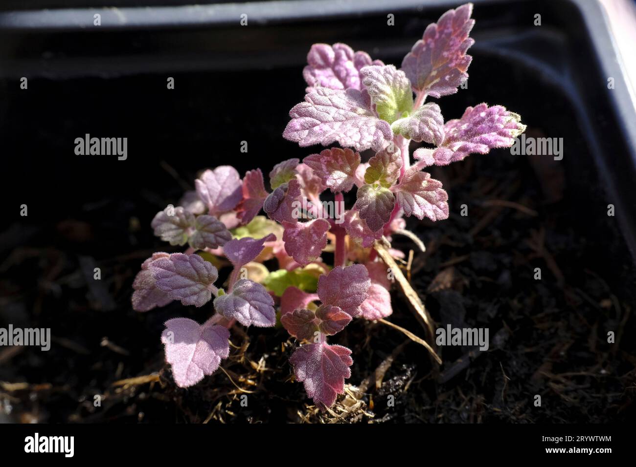 Close up of young Catnip plants (Nepeta cataria) being grown in modules ...