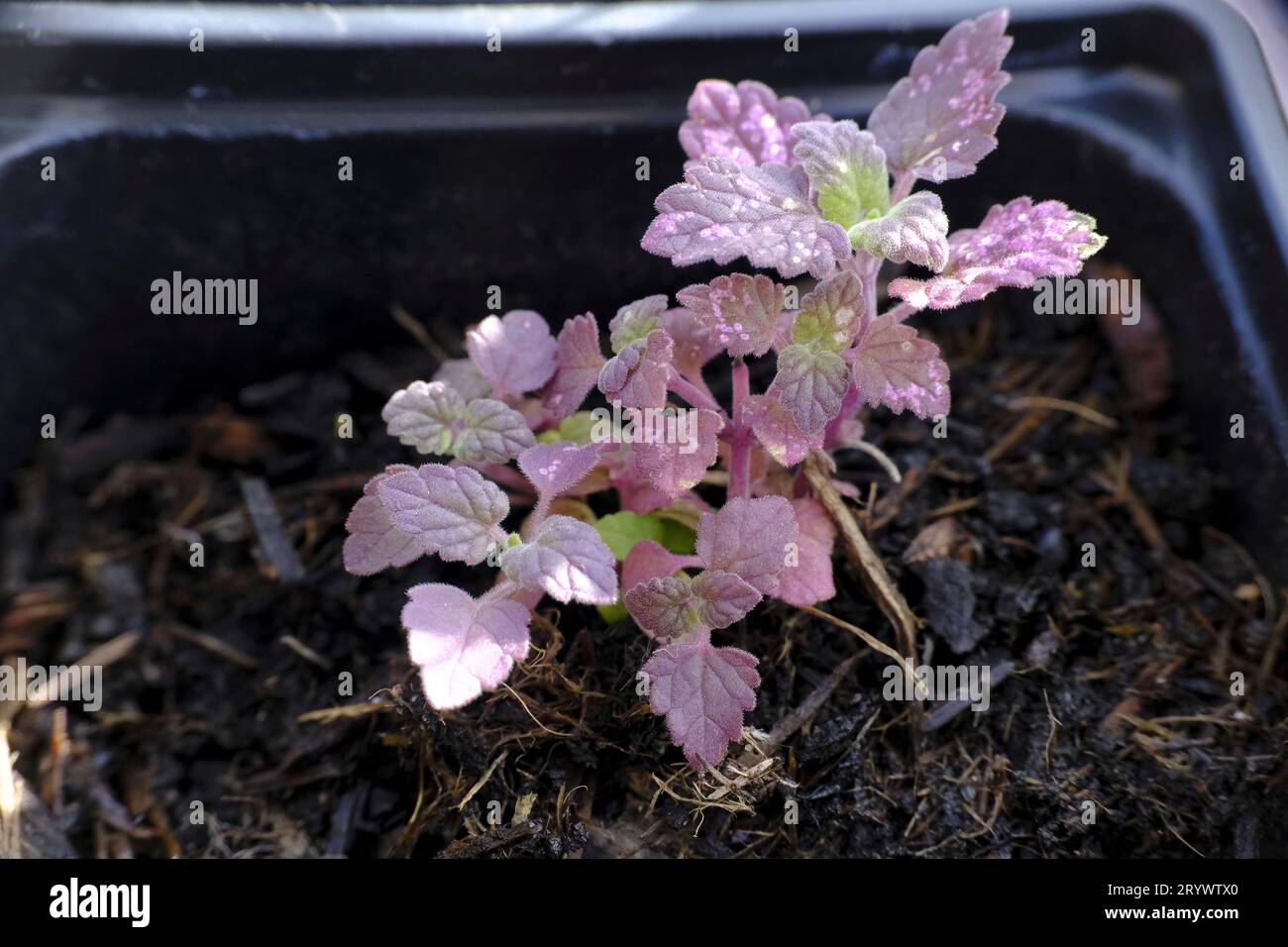 Close up of young Catnip plants (Nepeta cataria) being grown in modules ...