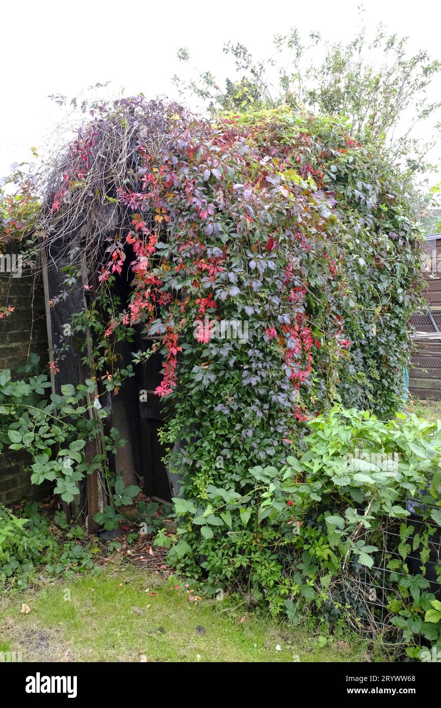 Virginia creeper garden hi-res stock photography and images - Alamy