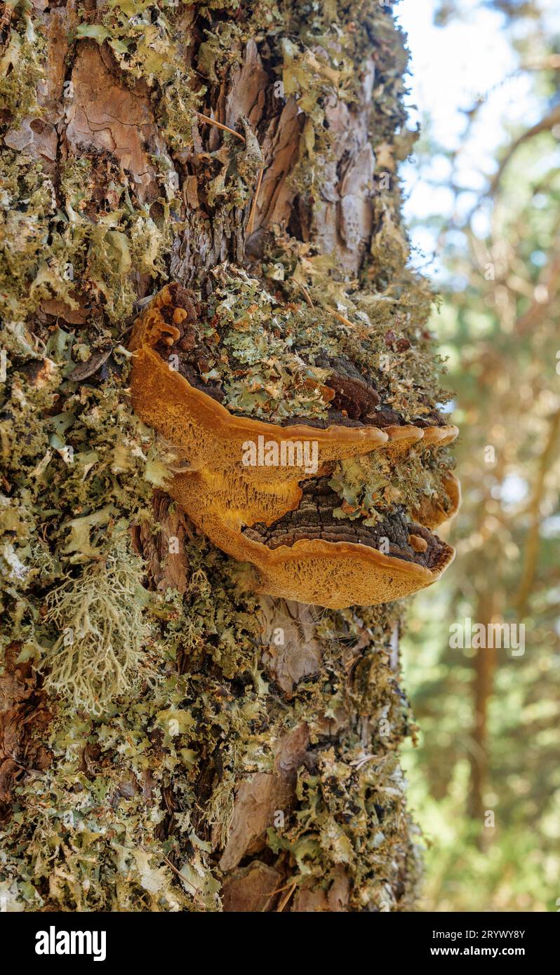 Fall fungus hi-res stock photography and images - Alamy
