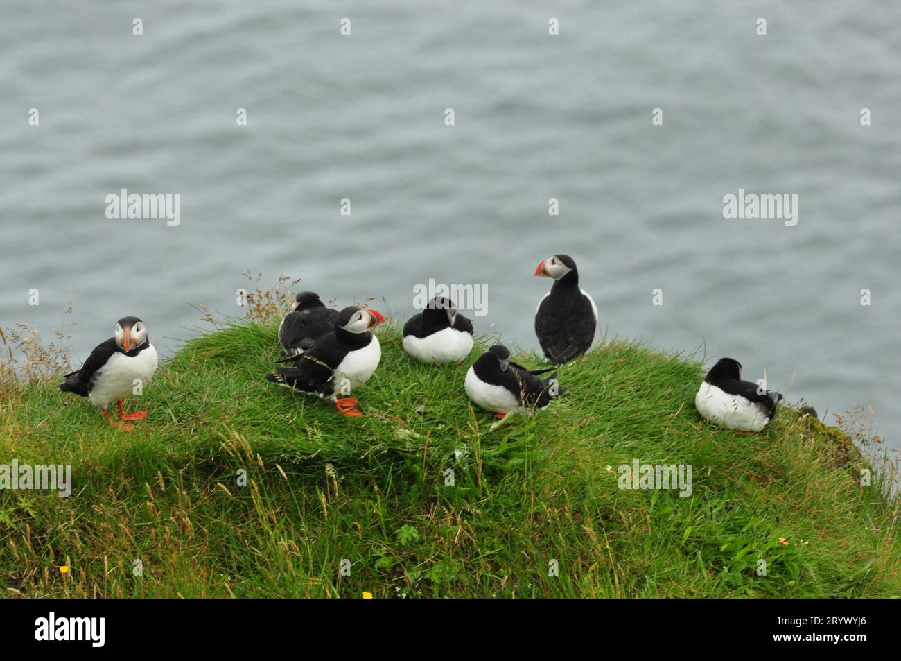 Group puffins on green hi-res stock photography and images - Alamy