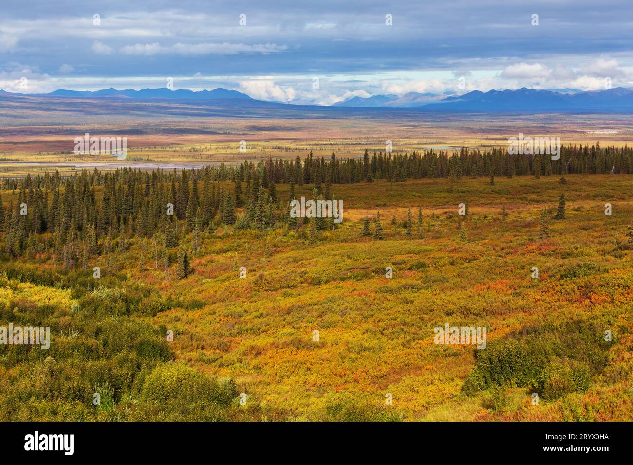 Hiking in the tundra zone in the polar region of Alaska Stock Photo - Alamy