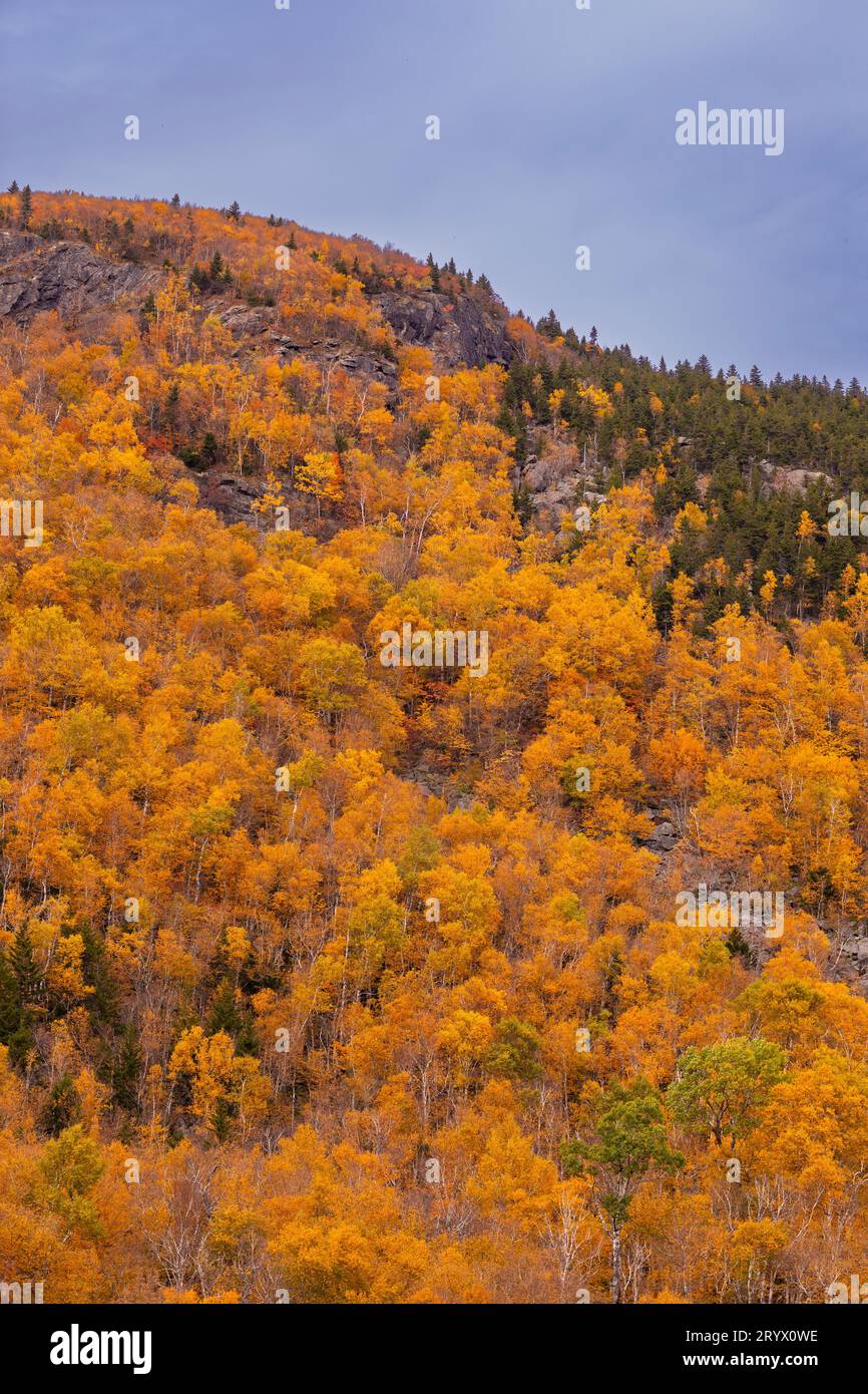 BRANDON GAP, VERMONT, USA - Autumn foliage at Mount Horrid cliffs, in ...