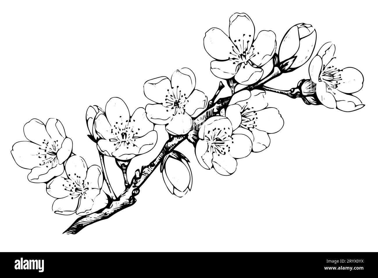 Cherry blossom hand drawn ink sketch. Sakura in engraving style vector ...