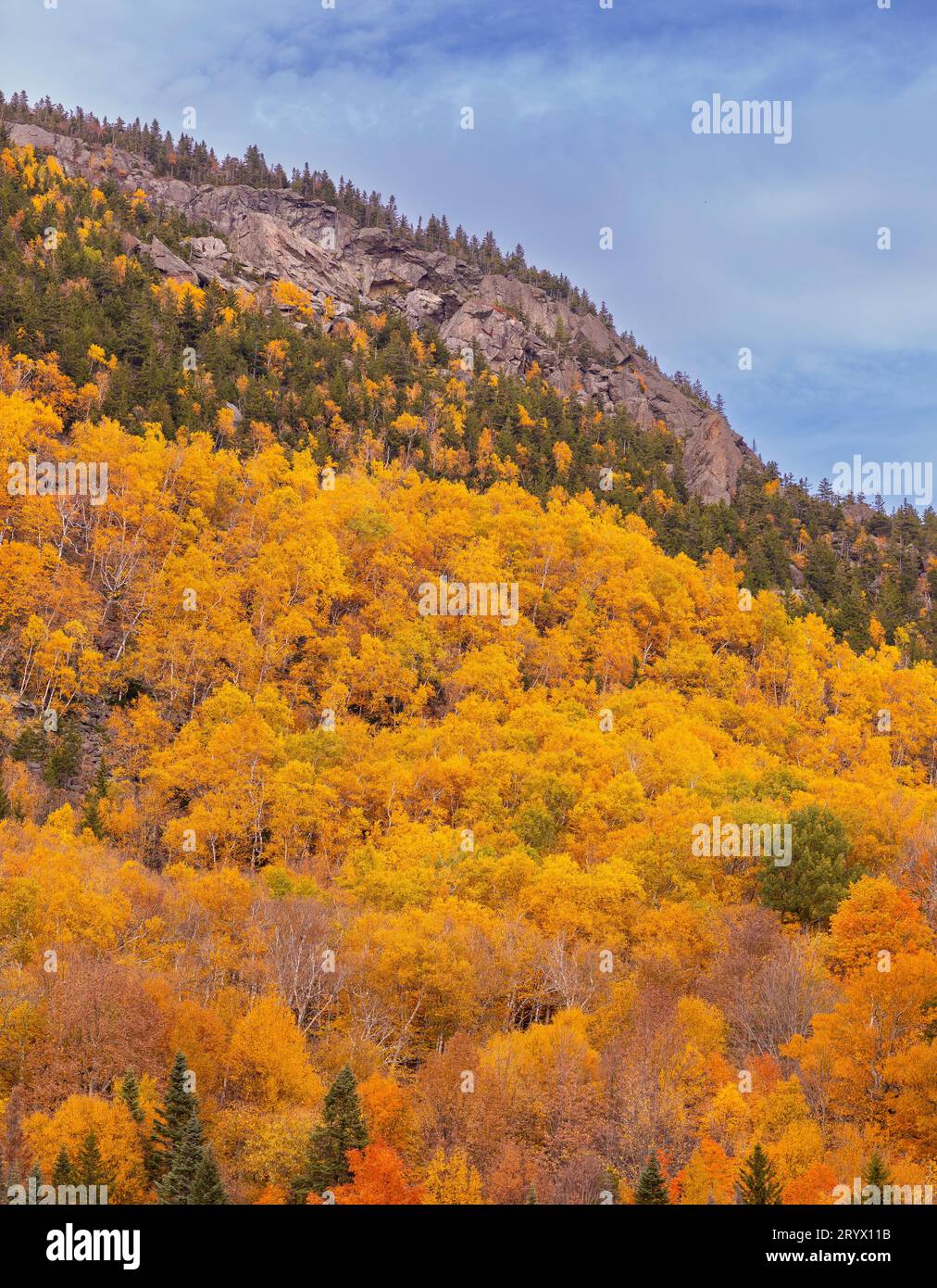 BRANDON GAP, VERMONT, USA - Autumn foliage at Mount Horrid cliffs, in ...