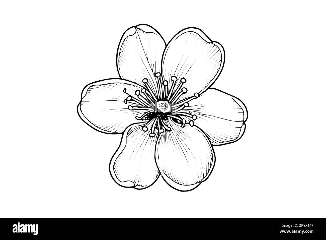 Cherry blossom hand drawn ink sketch. Sakura in engraving style vector ...