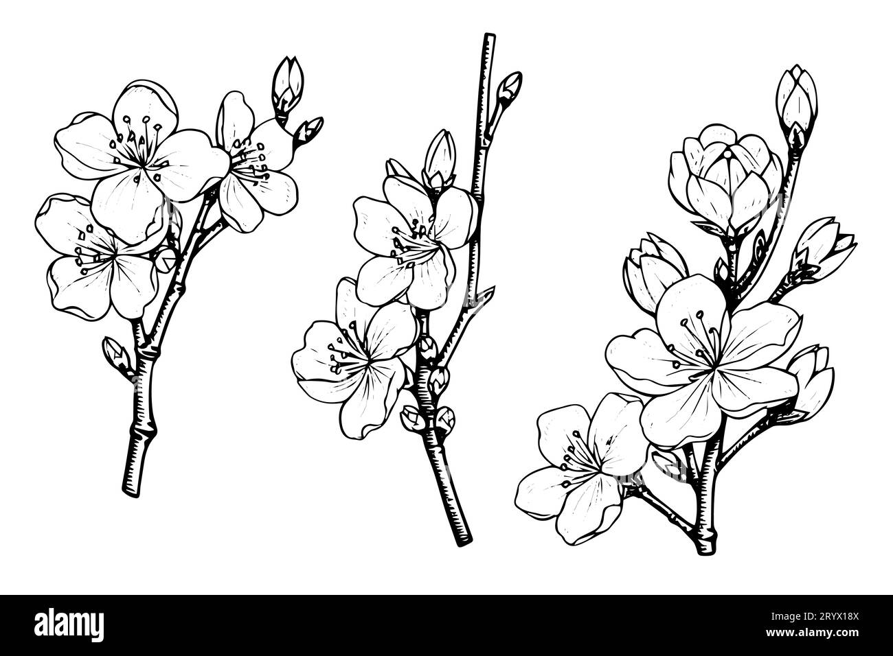Cherry blossom hand drawn ink sketch. Sakura in engraving style vector ...