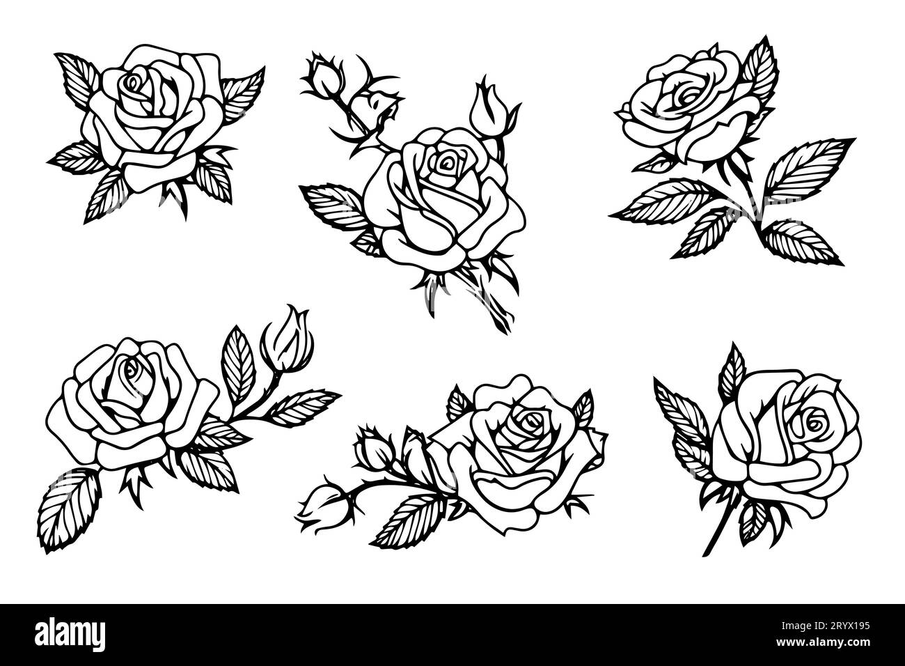 Roses pattern. Vintage simple line art. Hand drawn ink sketch ...