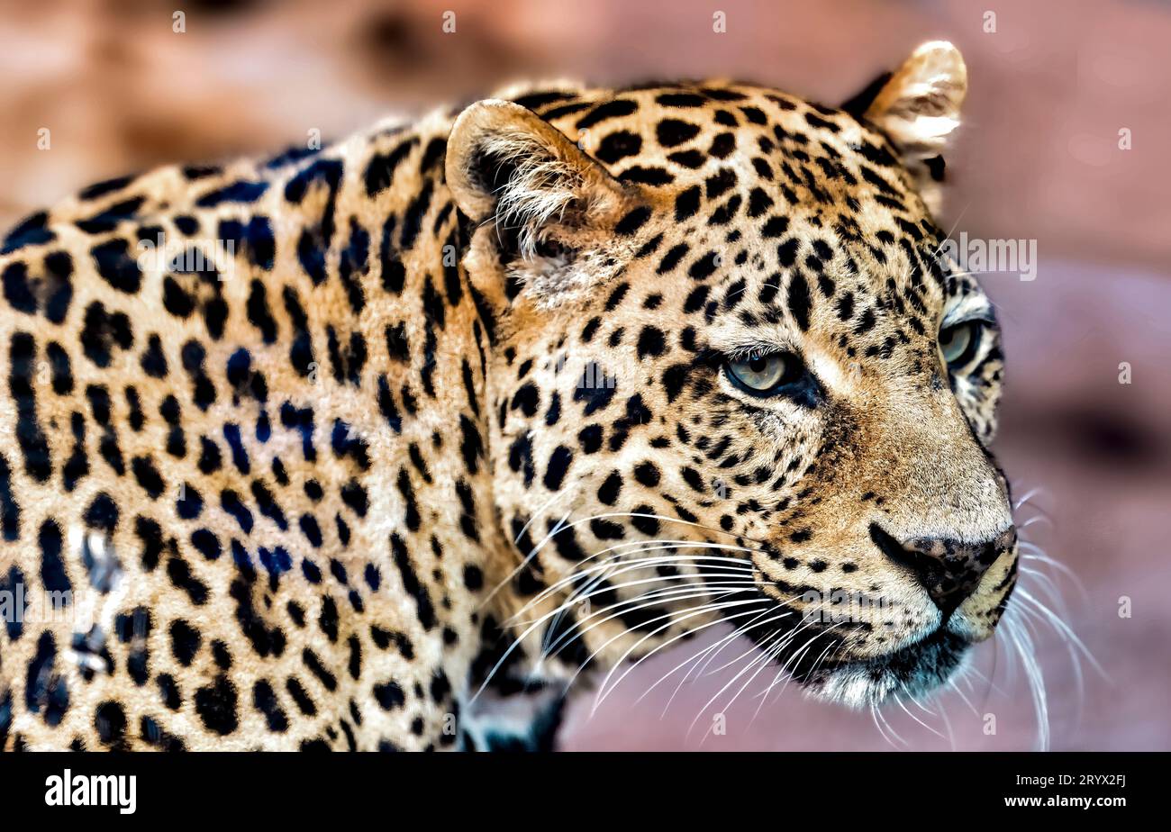 Leopard lounge hi-res stock photography and images - Alamy