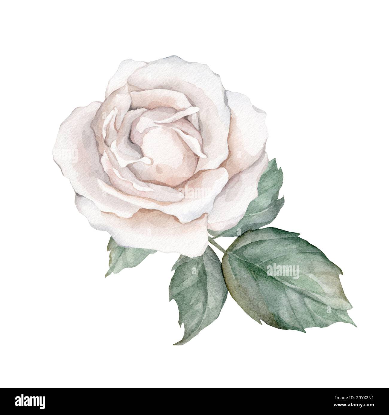White roses watercolor illustration. hand drawn, isolated white ...