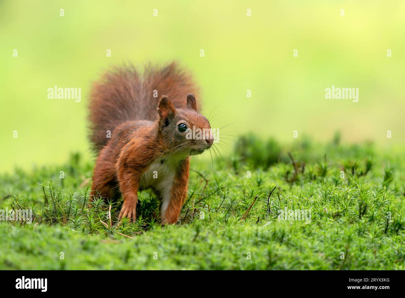 Beautiful Eurasian red squirrel (Sciurus vulgaris) in the forest of ...