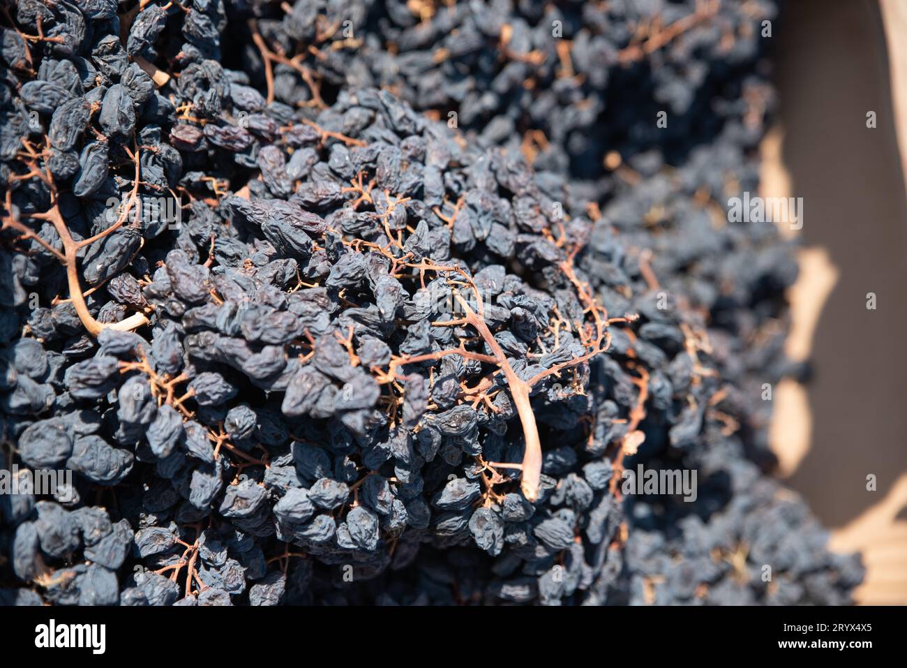 dried black grapes displayed in market, healthy snack concept. High ...