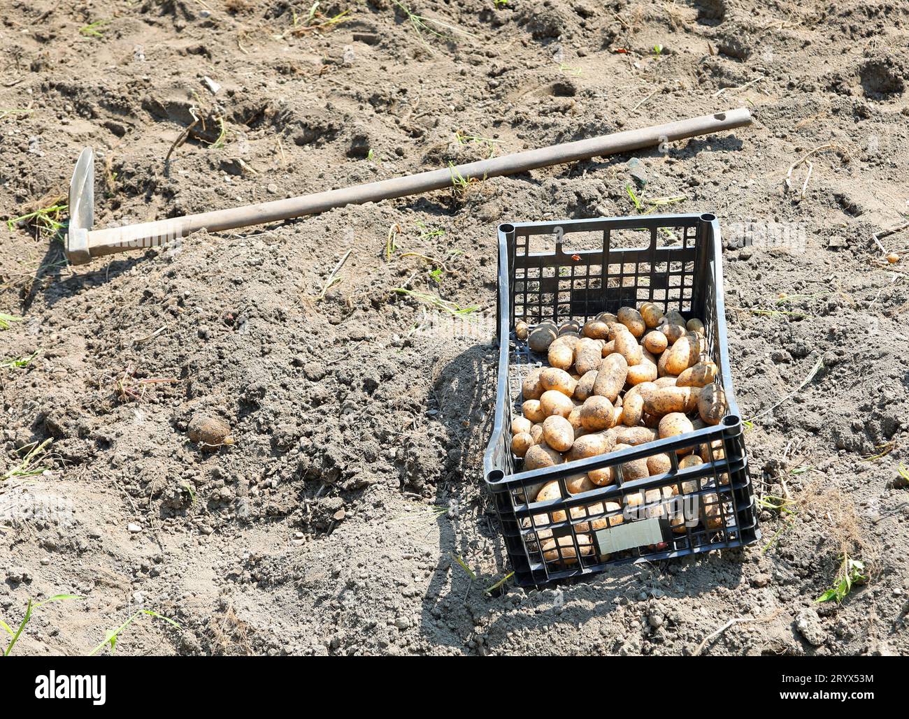 box full of harvested potatoes and a hoe abandoned in the garden by the ...