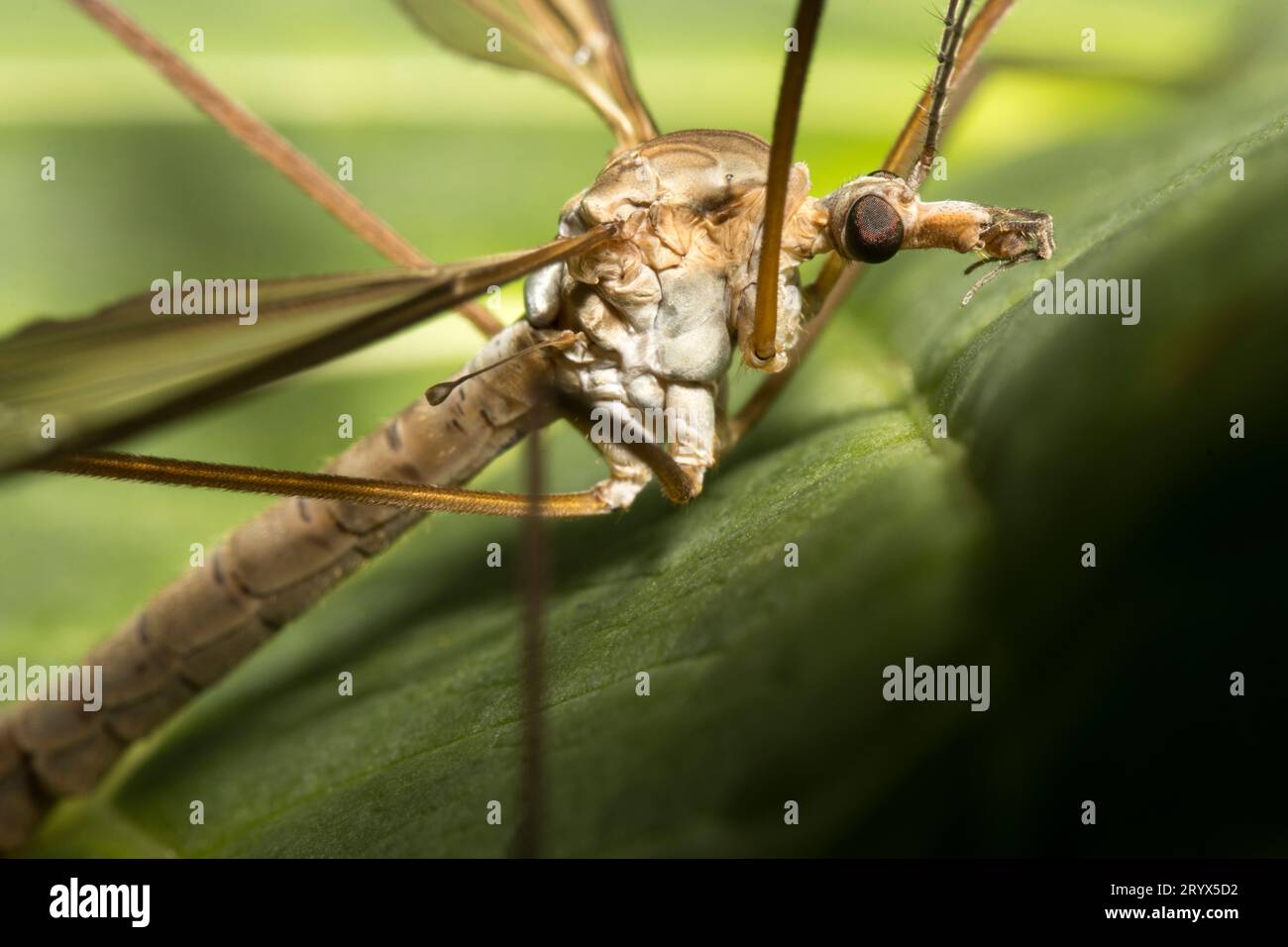 Male Crane-fly Tipula paludosa Daddy Long Legs Close up Stock Photo - Alamy