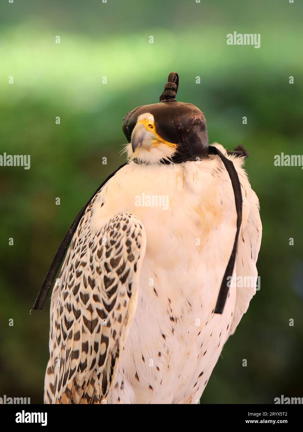 gyrfalcon is a species of hawk with a hood to cover its eyes and leave ...