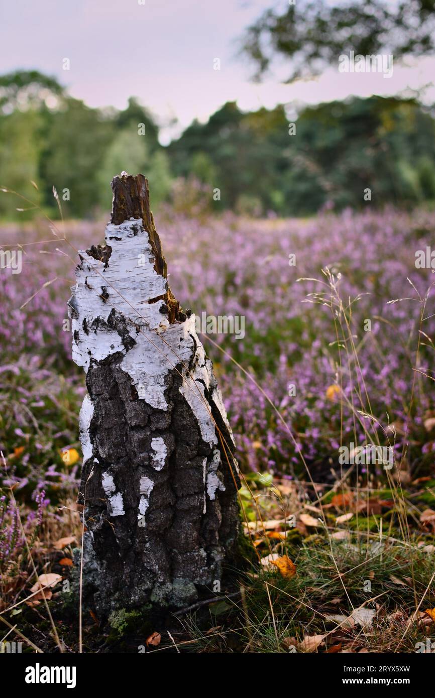 Birch stump in the blooming heath. Westruper Heide, Westrup Heath ...