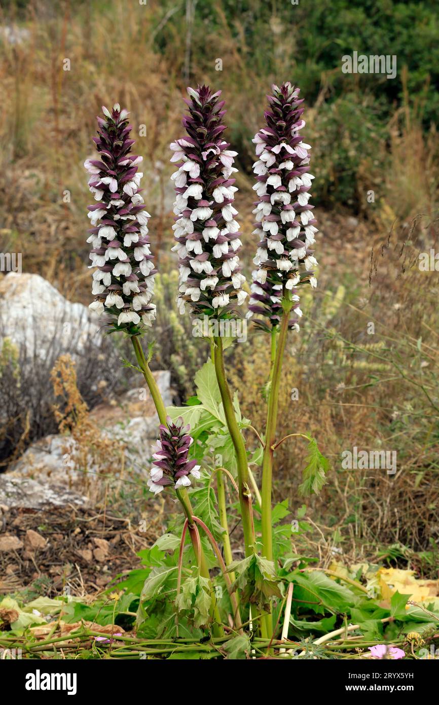 Acanthus plants - acanthus mollis - Agistri island, Saronic island ...