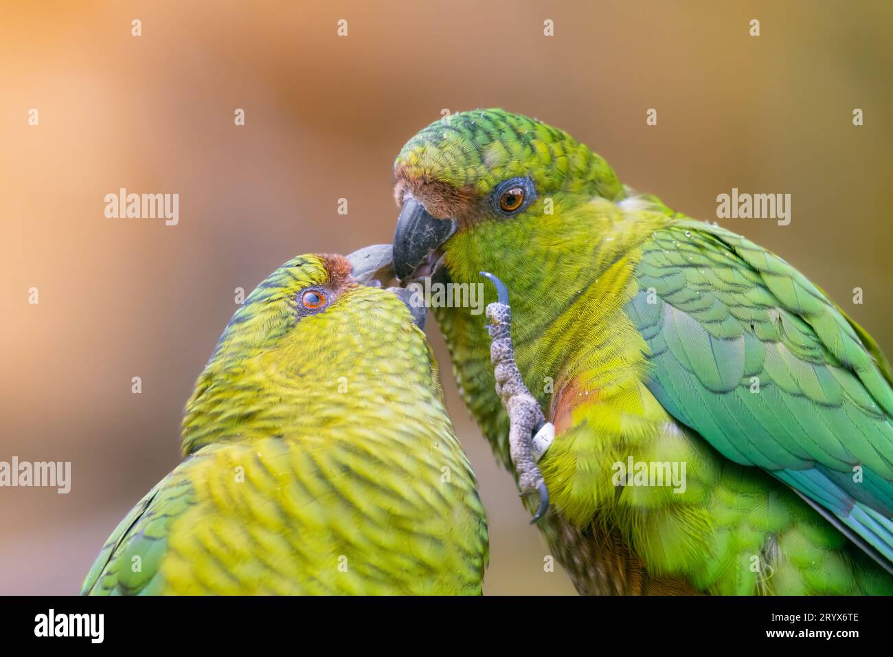 Vibrant green parrots hi-res stock photography and images - Alamy
