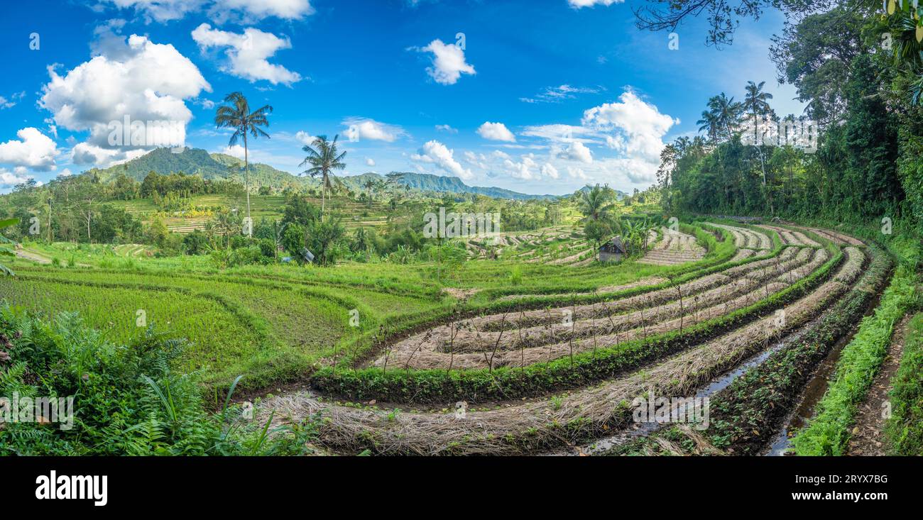 Rice fields in Sidemen valley, Bali, Indonesia Stock Photo - Alamy
