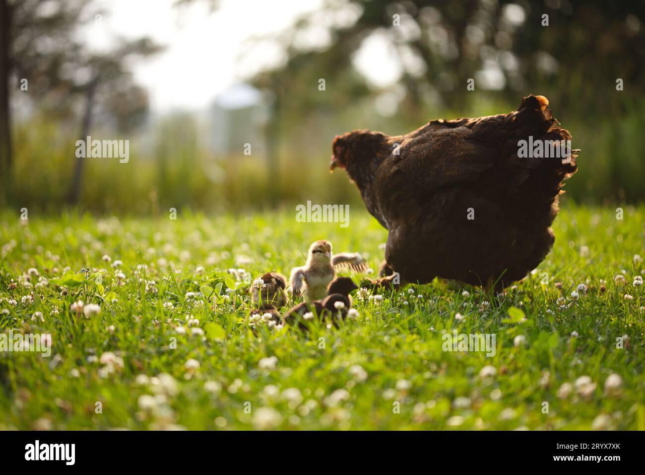Hen chicks in landscape hi-res stock photography and images - Alamy