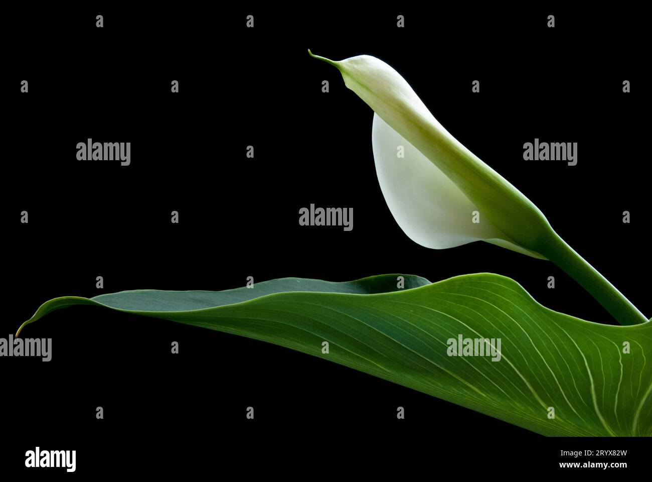 Calla lily black background hi-res stock photography and images - Alamy